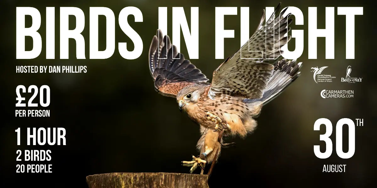 🦅 Birds in Flight Workshop with Dan Phillips – In Partnership with Nik